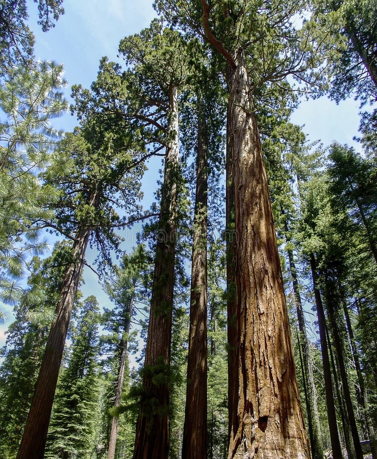 Sequoia Trunk Looking Up, California Stock Image - Image of national ...