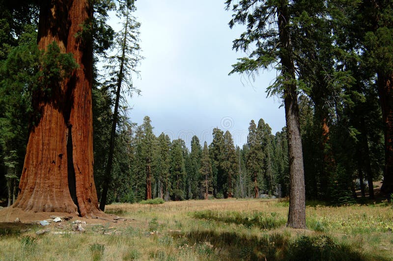 Sequoia wood 1 stock photo. Image of trunks, tree, sequoia - 15817674