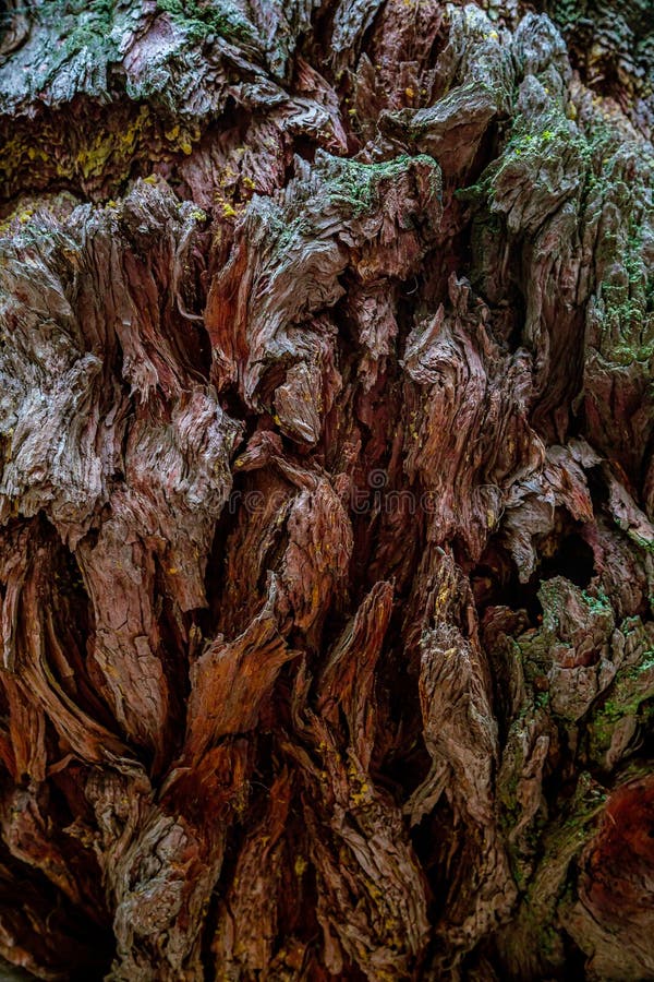 Sequoia Wood Texture and Background - Redwood Tree Bark Stock Photo ...