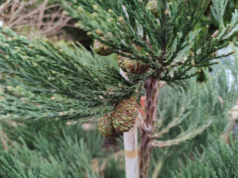 Sequoiadendron Giganteum or Giant Sequoia Foliage Closeup Stock Photo ...