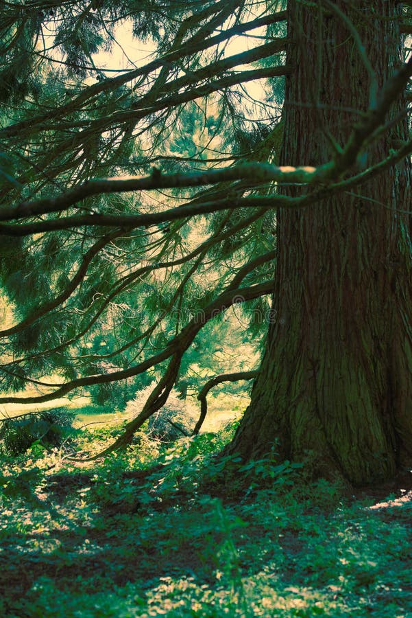 Sequoiadendron giganteum stock image. Image of tree, beautiful - 75163615