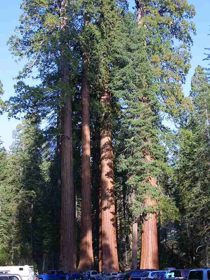 Sequoias stock image. Image of - 91787261