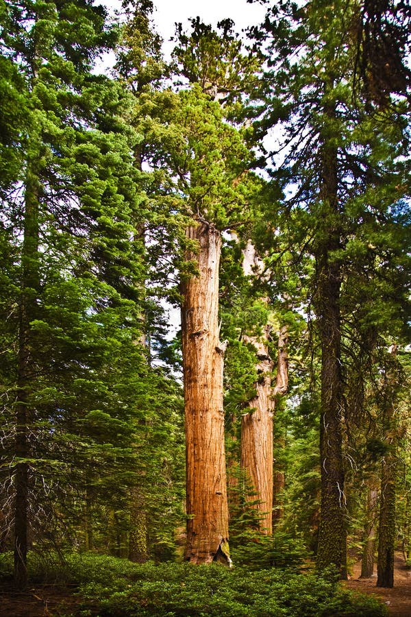 Sequoias in Beautiful Sequoia National Park Stock Image - Image of bark ...