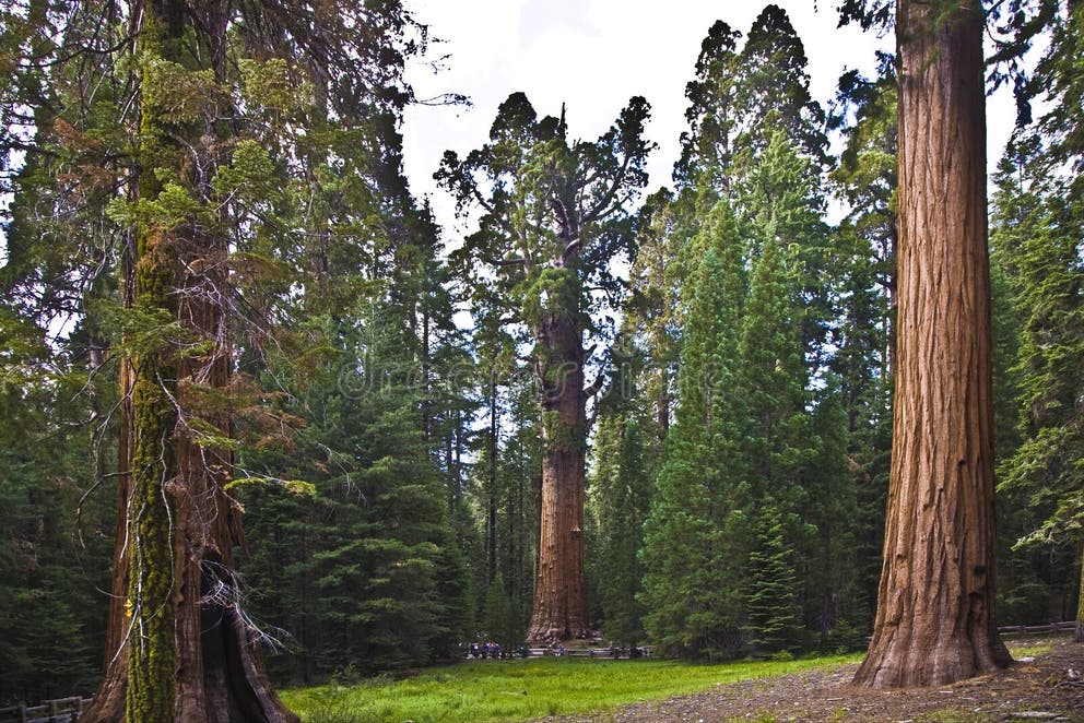 Sequoias in Beautiful Sequoia National Park Stock Image - Image of ...