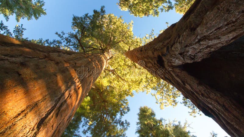 Sequoias from below stock photo. Image of leaves, tallest - 53014414