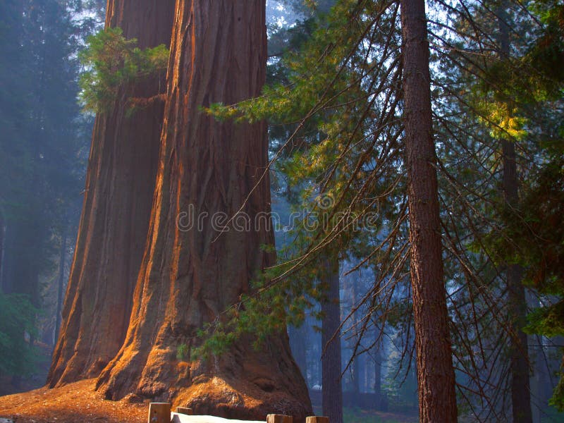 Sequoias on blue stock photo. Image of tree, scenic, nevada - 3407872