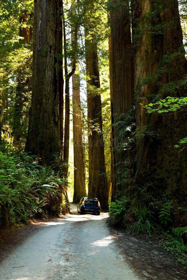 Sequoya stock image. Image of giant, range, outdoors - 54191515