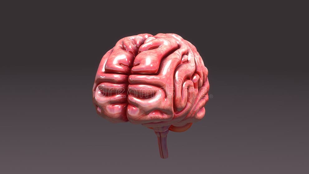 Ser Humano Brain Aerial View Stock de ilustración - Ilustración de ...