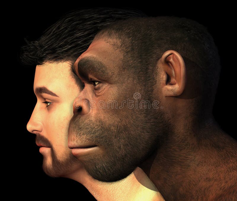 Ser Humano Moderno Y Hombre De Erectus Del Homo Comparado Stock de ...