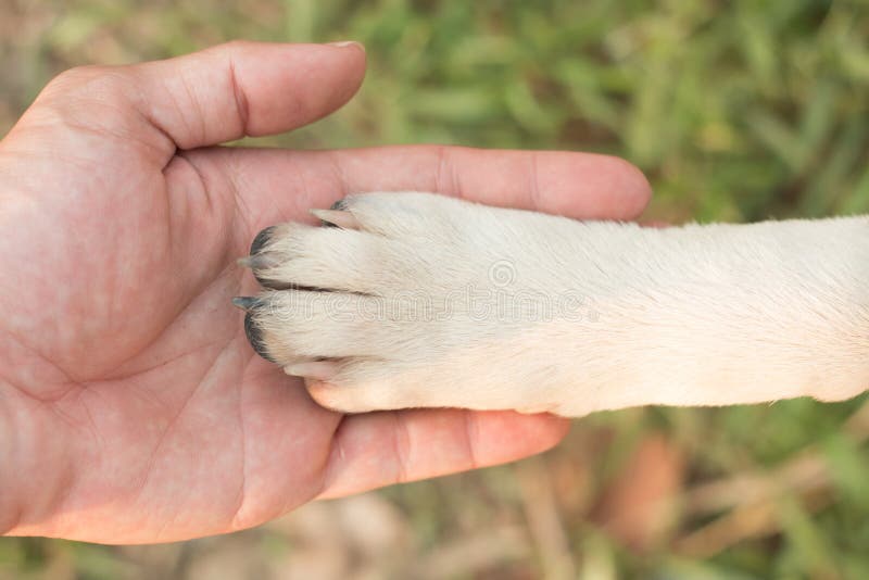 Ser humano y perro imagen de archivo. Imagen de asimiento - 88794559