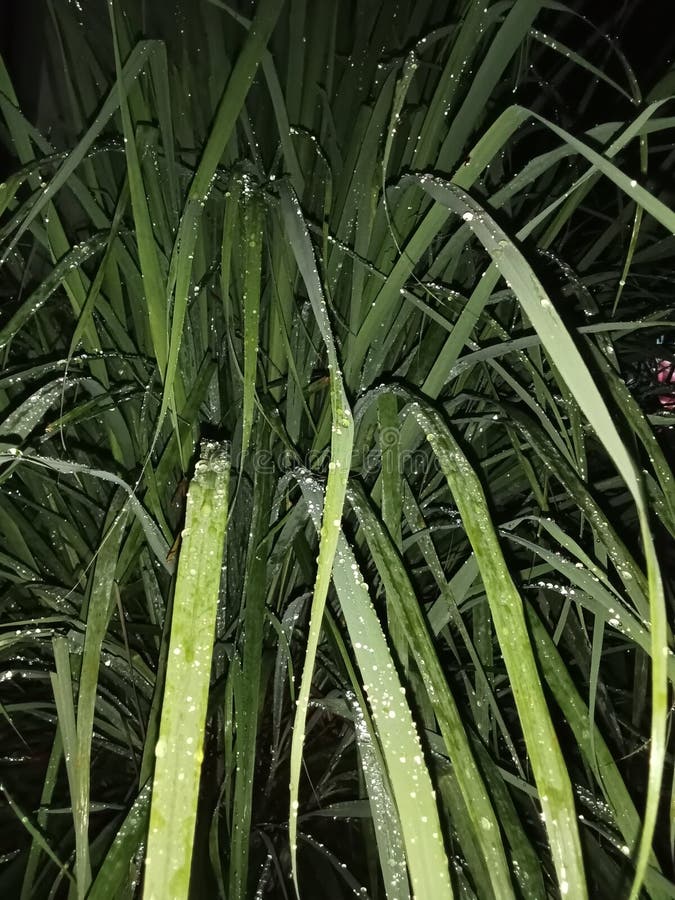 Serae Stock Photos - Free & Royalty-Free Stock Photos from Dreamstime