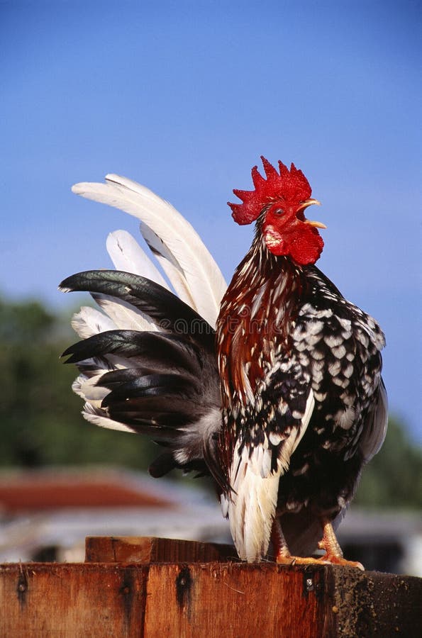 Serama Chicken, Kelantan, Malaysia Stock Photo - Image of farm ...