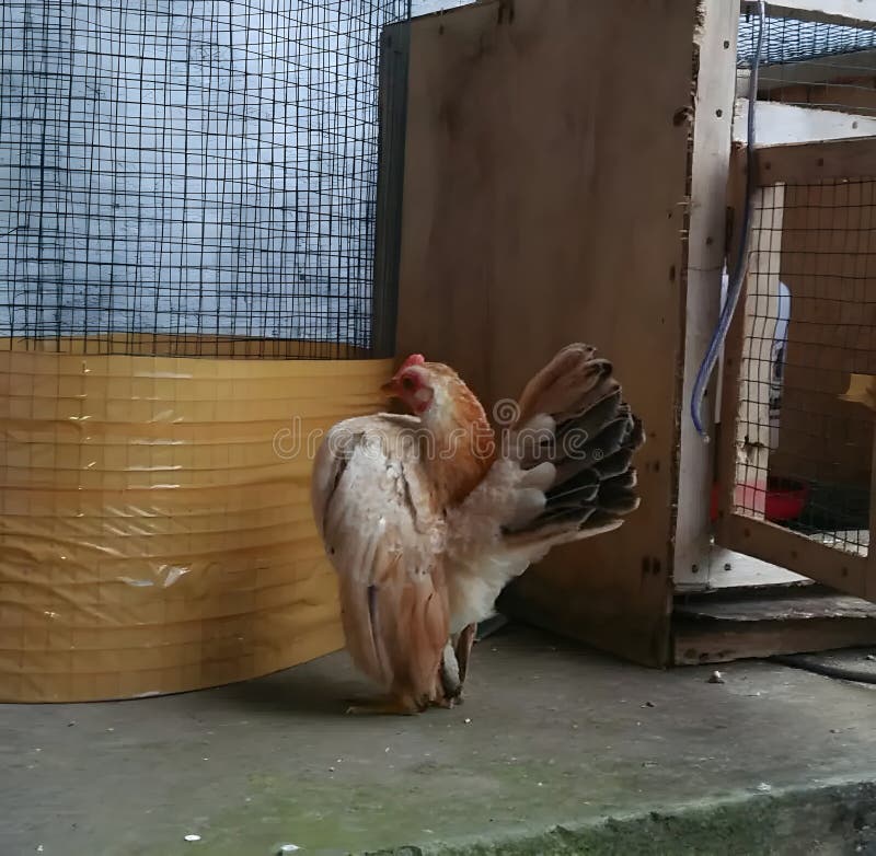 Serama Chicken stock image. Image of farmer, wing, brown - 288713207