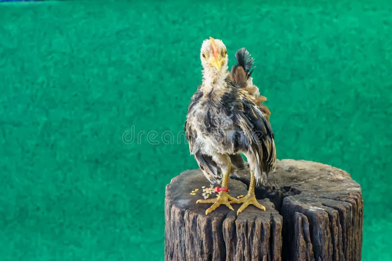 The serama are poses stock photo. Image of bantam, closeup - 232876948