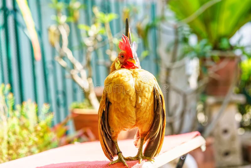 The serama are poses stock image. Image of natural, laying - 172374213