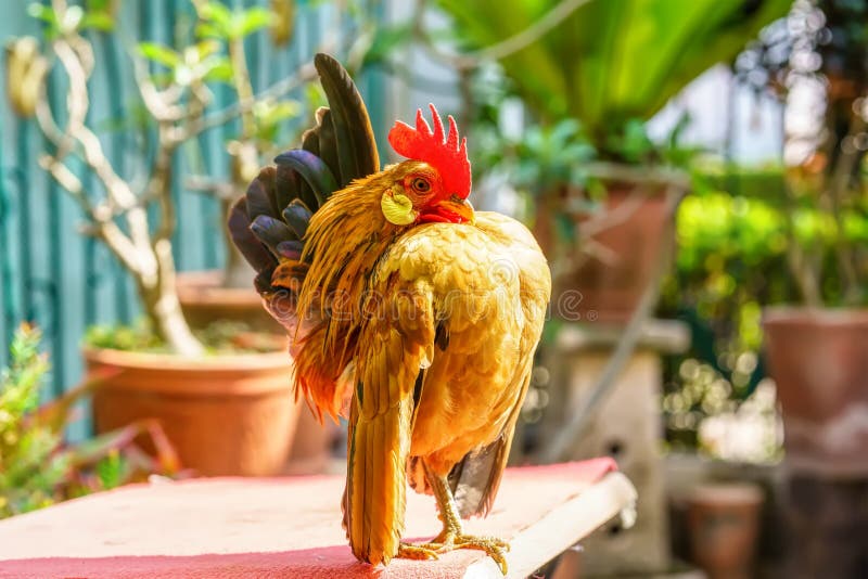 The serama are poses stock image. Image of hens, closeup - 174571121