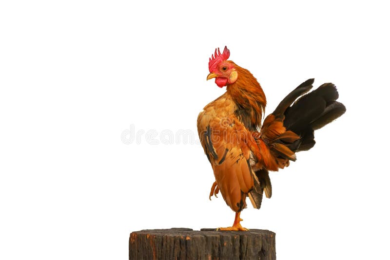 The Serama are Poses on the Timber Stock Image - Image of chickens ...