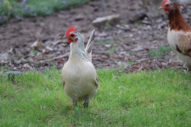 Serama stock photo. Image of smallestchickenbreed, serama - 319940574
