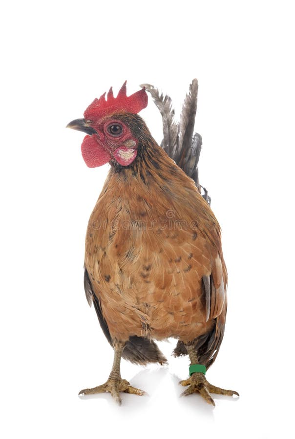 Male Serama Chicken stock image. Image of chicken, serama - 276133191