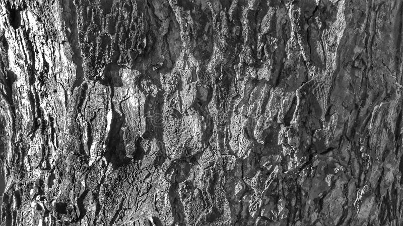 Serat Kulit Kayu stock photo. Image of skin, kayu, serat - 264617080