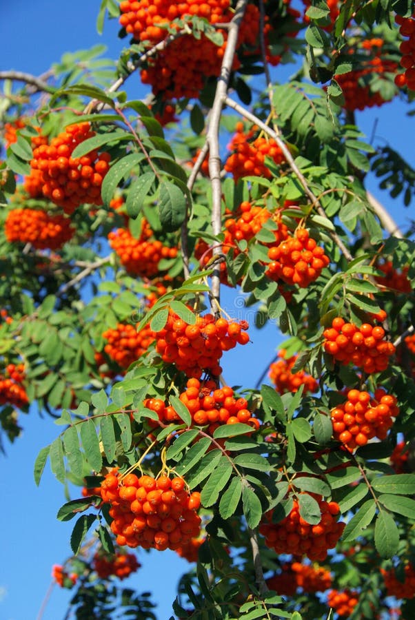 Árbol De Serbal Con La Baya De Serbal Roja Foto de archivo - Imagen de ...