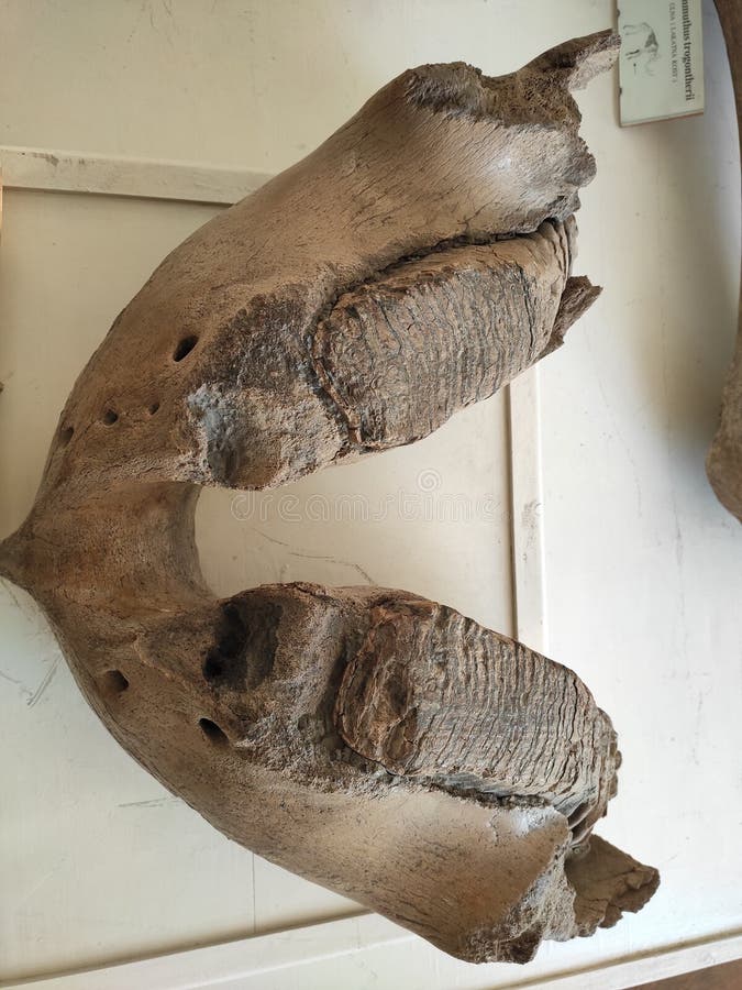 Serbia Petrified Bones - Teeth of Prehistoric Animals Editorial Stock ...