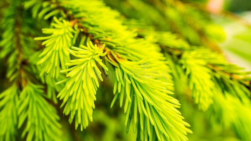 Serbian Spruce Fresh Growing Needles of a Conifer Tree Stock Photo ...
