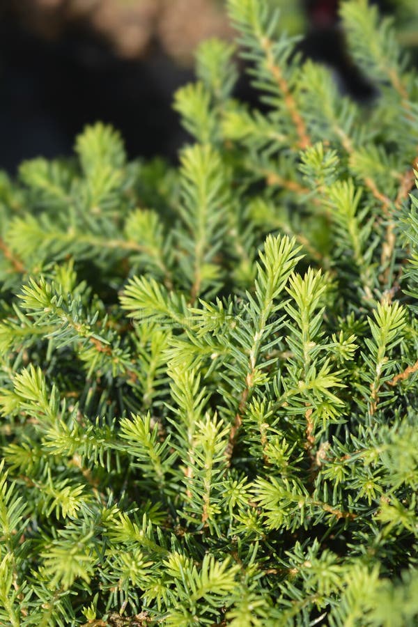 Dwarf Serbian Spruce Picea Omorika Alexandra, Silver-green Needles ...