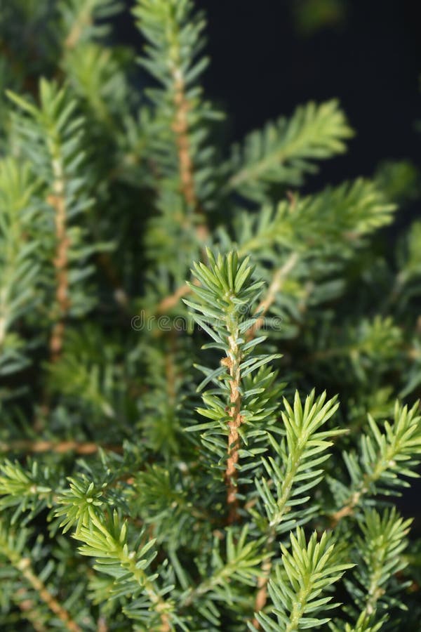 Dwarf Serbian Spruce Picea Omorika Alexandra, Silver-green Needles ...