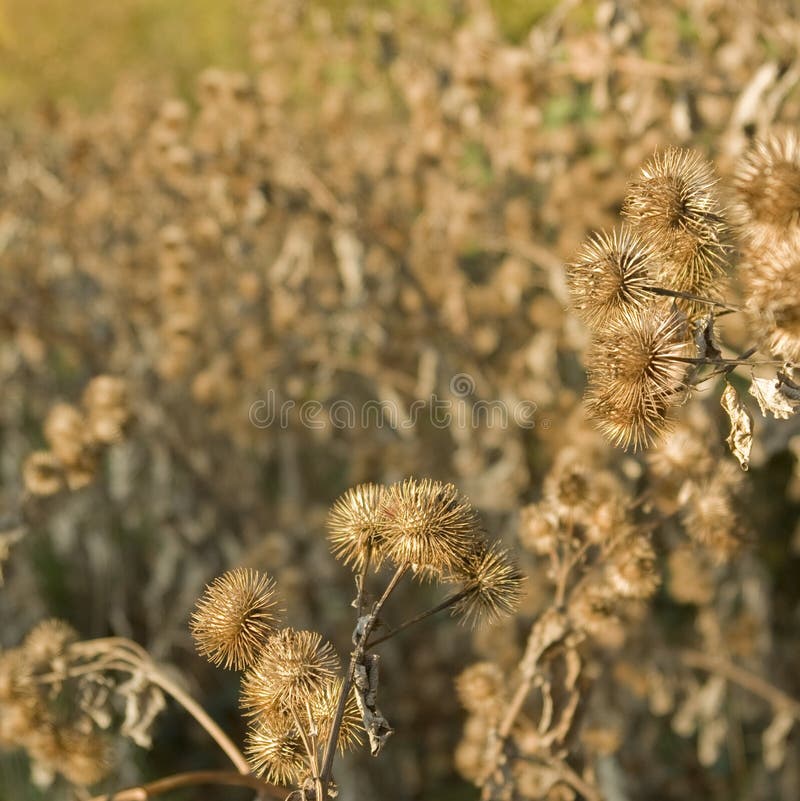 Sere brown cocklebur stock image. Image of arid, cocklebur - 22686257