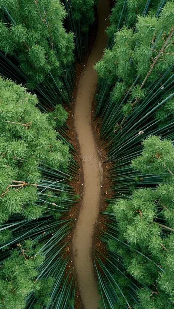 Serene Bamboo Forest Path from Above Winding through Lush Greenery ...