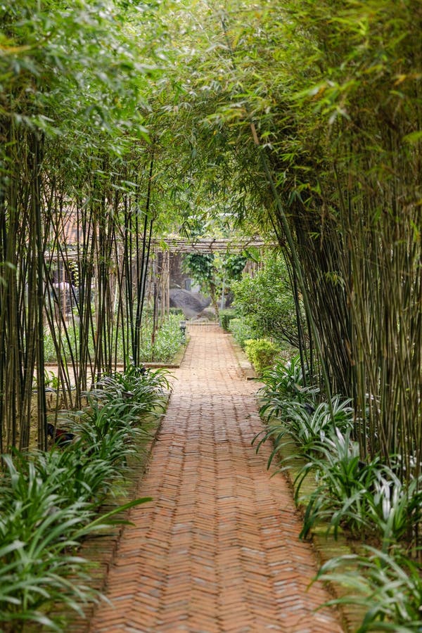 Serene Bamboo Pathway in a Lush Garden Stock Photo - Image of plants ...