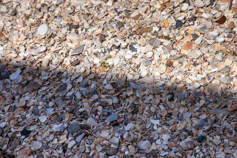 Micro- Seashells on a Sandy Beach Stock Photo - Image of seashells ...