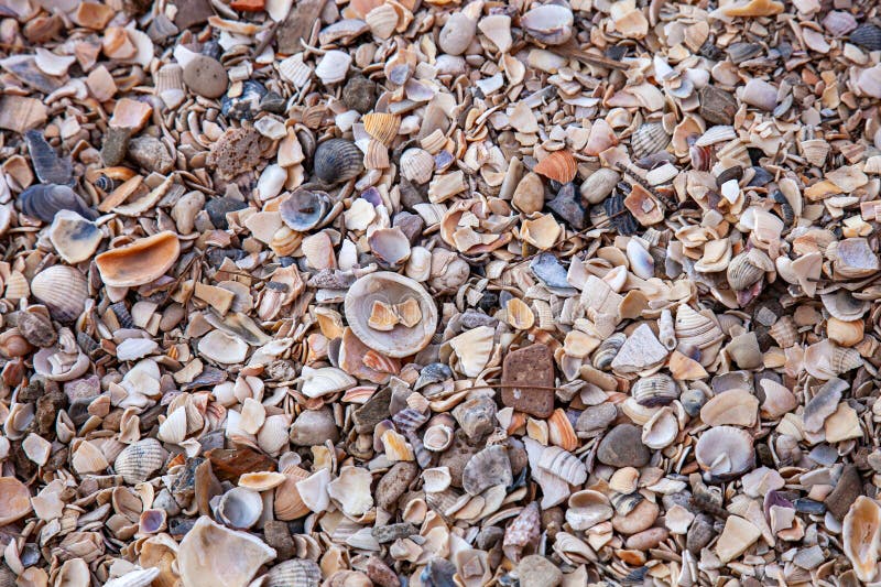 A Serene Beach Scene Covered in Countless Tiny Seashells. Stock Photo ...