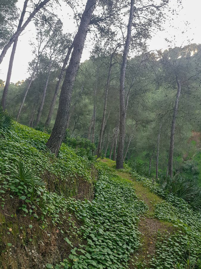 Serene Beauty of a Small Mountain Footpath in a Stunning Natural ...
