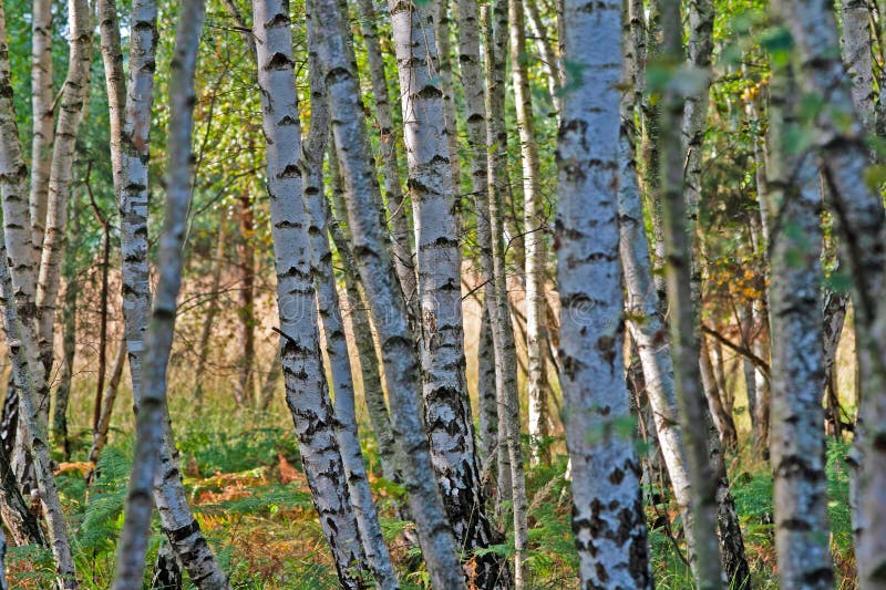 Serene Birch Forest with White Tree Trunks and Lush Green Leaves in ...