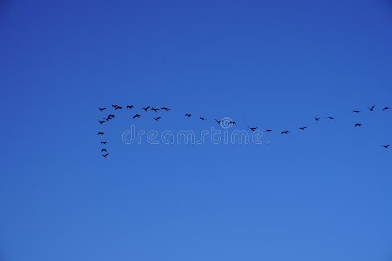 Serene Blue Sky with Flying Duck Flock Stock Photo - Image of aerial ...