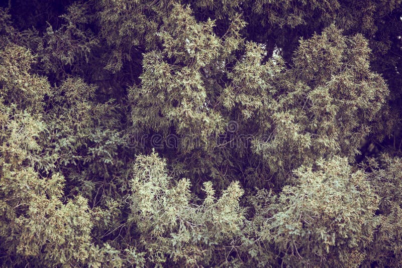 Serene, Calm, and Peaceful Tranquil Green Nature Trees Pathway I Stock ...