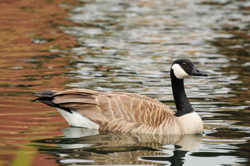 Serene Canada Goose Gracefully Floating on a Calm, Reflective Pond ...