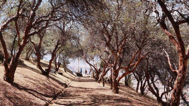 Semi-Forest Path in the Peruvian Mountains of Cusco Stock Photo - Image ...