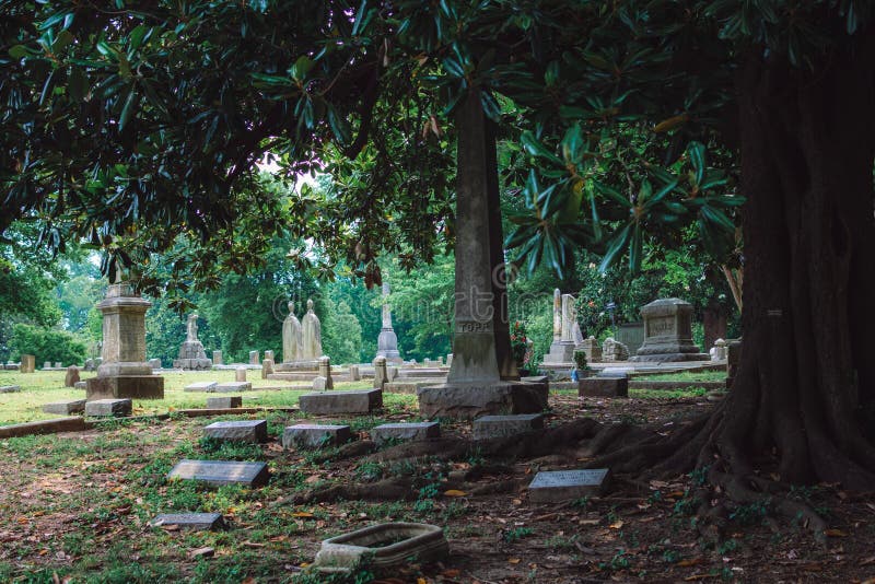 Serene Cemetery Features Numerous Gravesites Beneath a Canopy of Trees ...