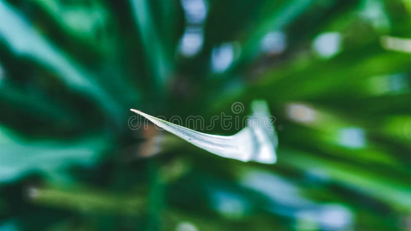 Abstract Pandan Green Leaf stock photo. Image of freshness - 391143518