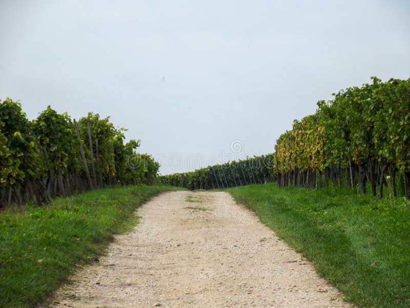 Scenic Vineyard Pathway stock image. Image of agriculture - 372769989