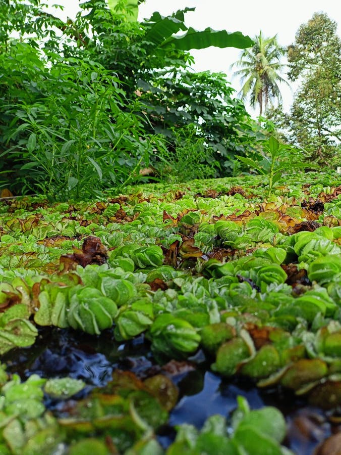 BORNEO& X27;S FISH PONDS are FILLED with AQUATIC PLANTS Stock Photo ...