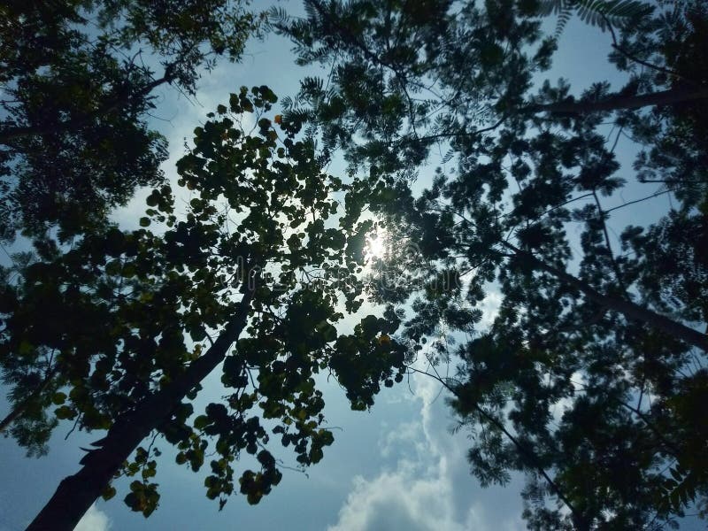 Serene Forest Canopy View with Sunlight Filtering through Leaves Stock ...