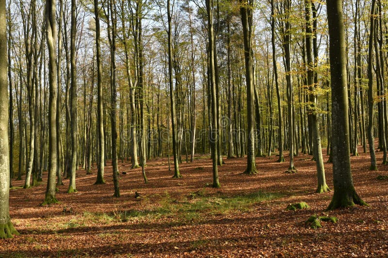 Serene Forest Landscape with Sunlight and Shadows. Stock Photo - Image ...