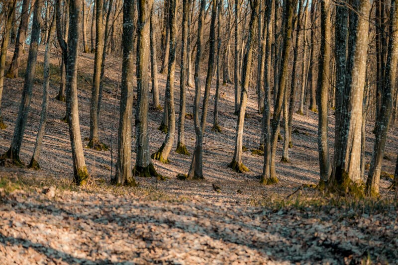 Serene Forest Landscape with Tall Trees in Early Spring. Stock Image ...