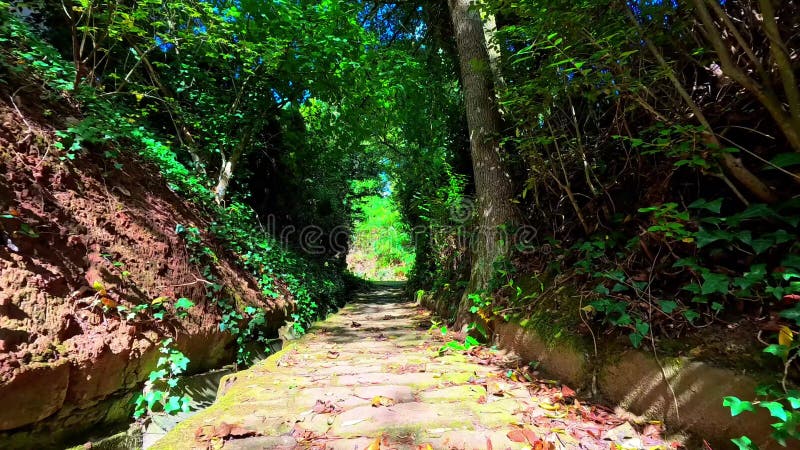 Exploring a Tranquil Forest Trail during Midday Sunlight Stock Video ...