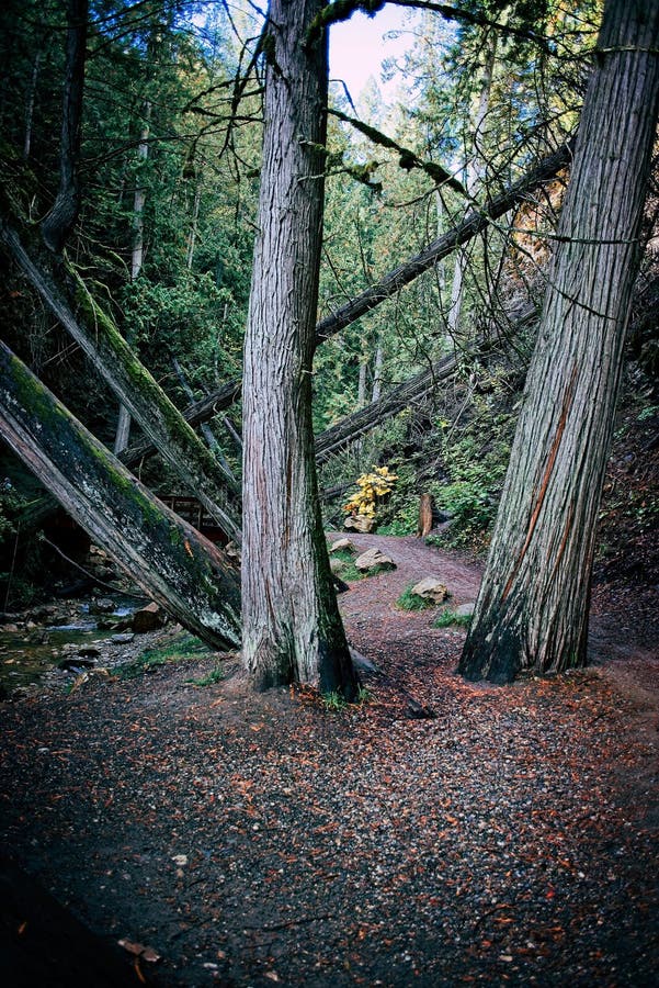 Serene Forest Path with Leaning Trees Stock Image - Image of descending ...