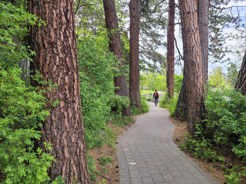 Serene Forest Path with Lone Hiker and Pine Trees - Eye-Level ...